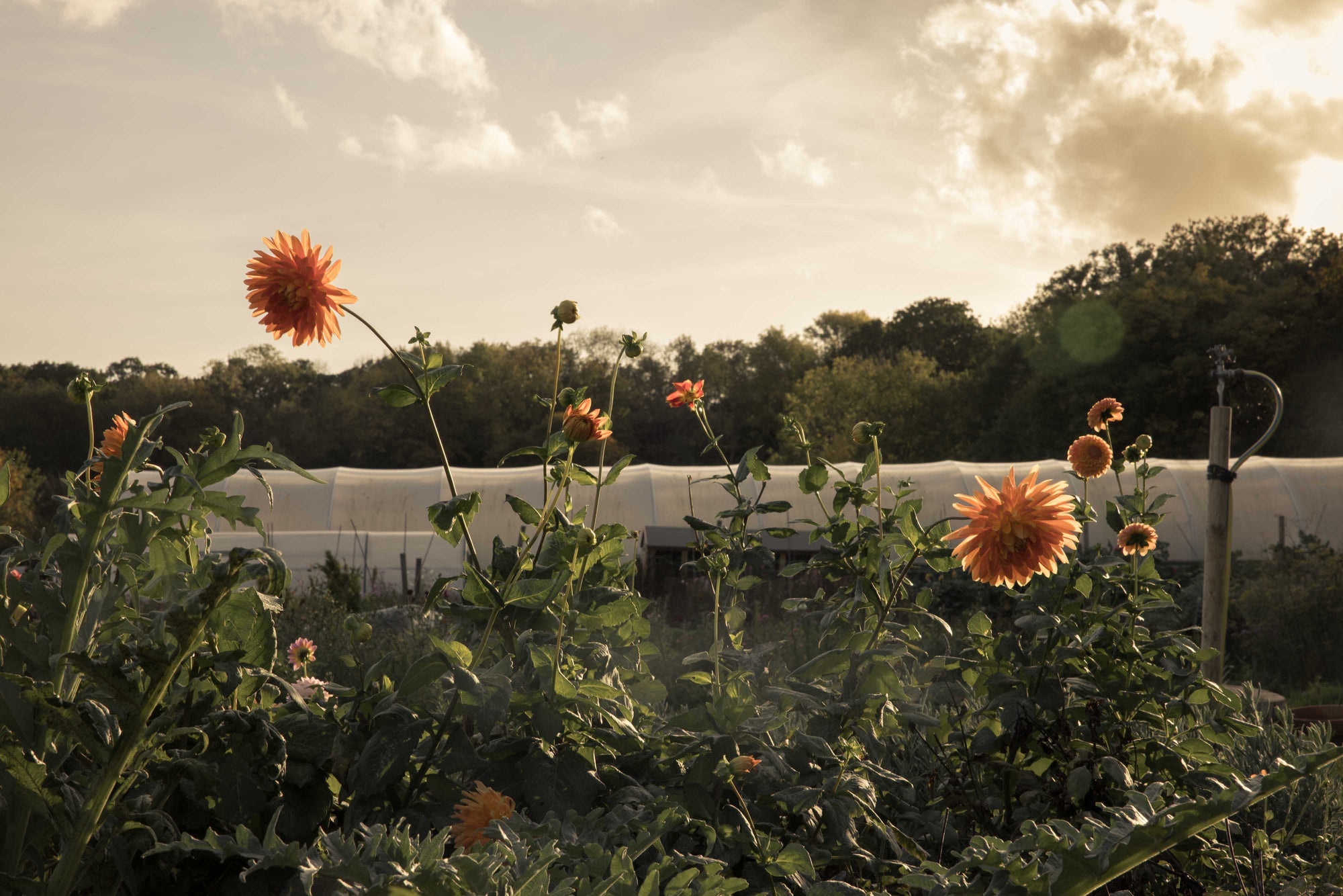 Courses – Sitopia Farm